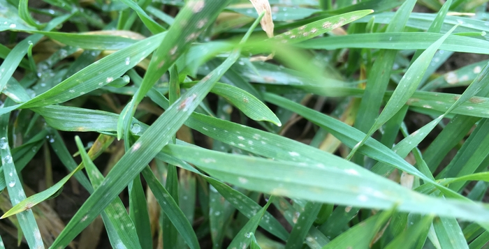 Consider early fungicide to keep a lid on barley disease | News from AA ...
