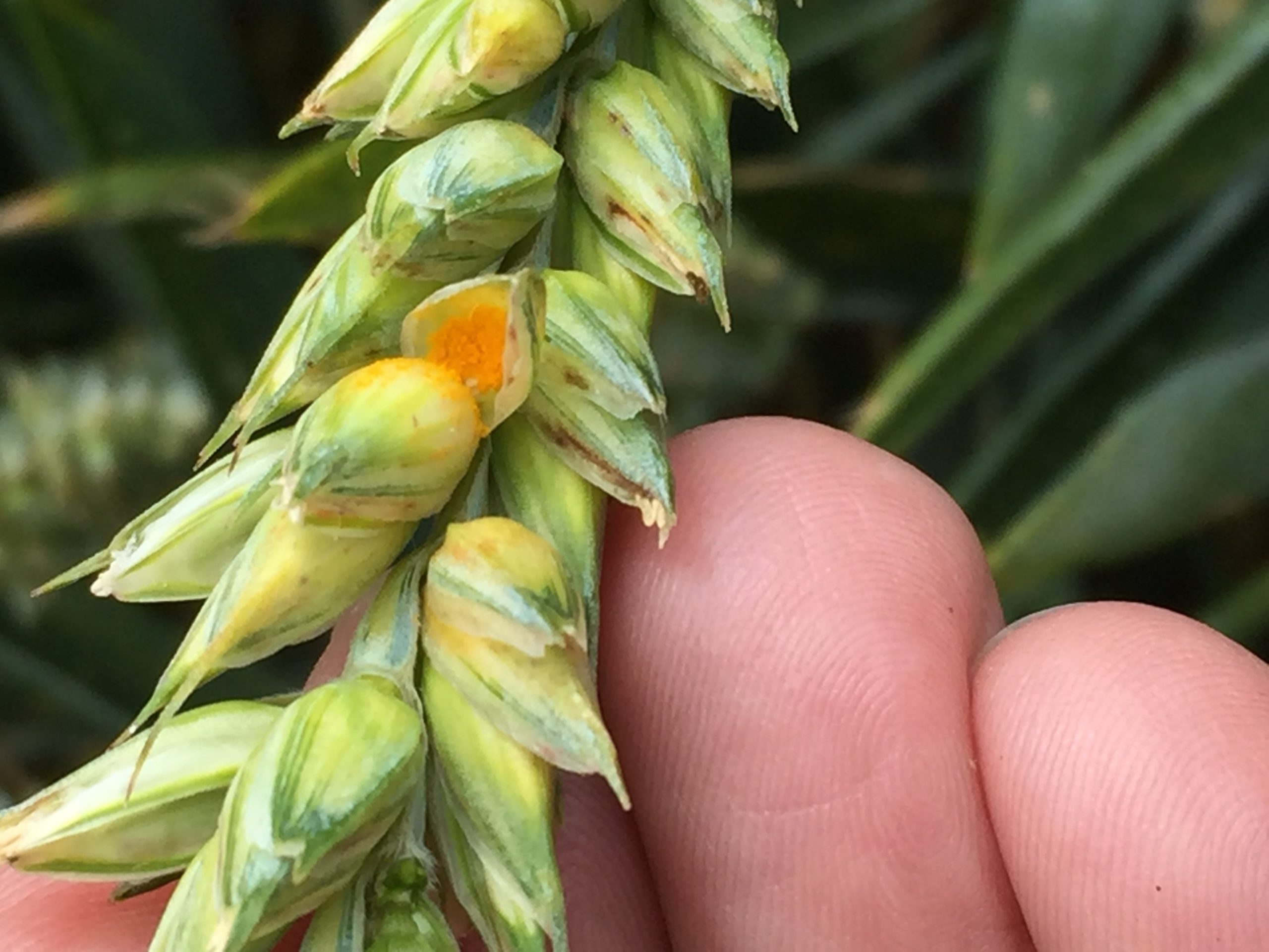 Wheat crop trials examine tolerance of yellow rust | News from AA Farmer