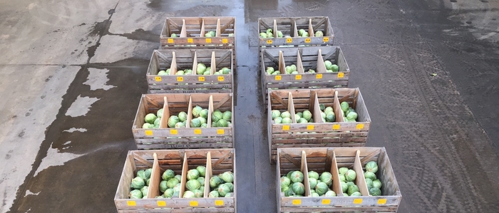 New brassica trials to help reduce food waste | News from AA Farmer