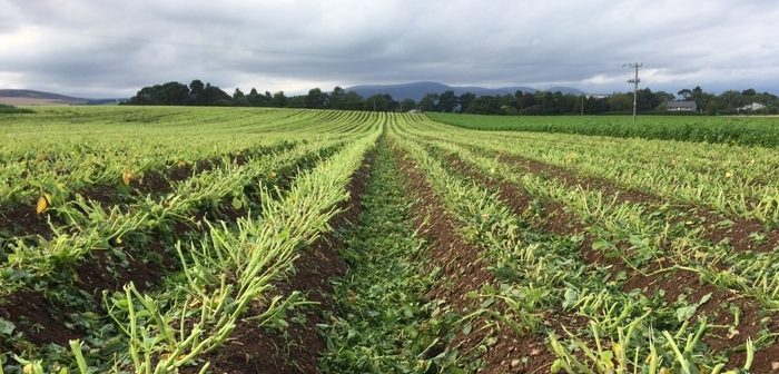 Fine tuning strategies to achieve successful crop desiccation | News ...