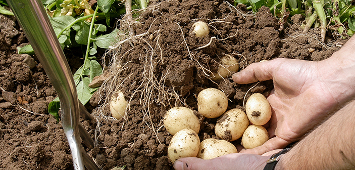 Managing nutrition during tuber bulking crucial for water regulation ...