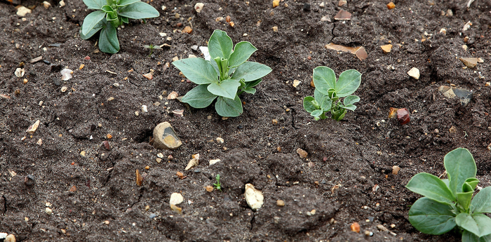 Yield and maturity warning for winter bean spring sowing | News from AA ...