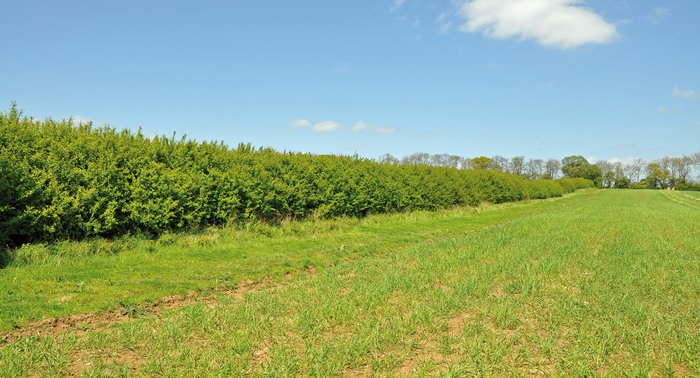 Learn to manage your hedgerows for wildlife with the GWCT at the ...