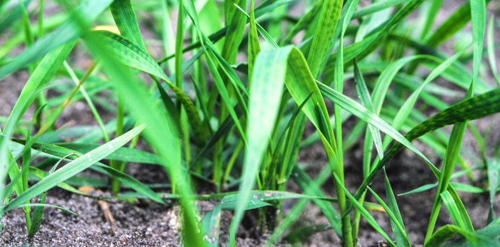 Foliar magnesium and manganese maximise nutrient use efficiency in face ...