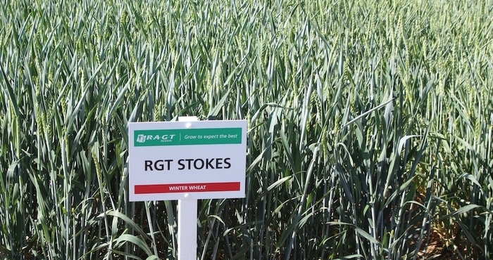 Outstanding trio of RAGT varieties promoted to Recommended List | News ...