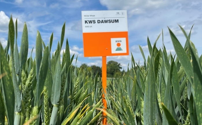 Six New KWS wheat additions to 2022/23 RL span all groups | News from ...