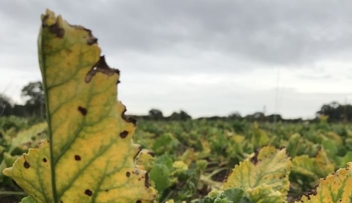 InSyst authorised for sugar beet | News from AA Farmer