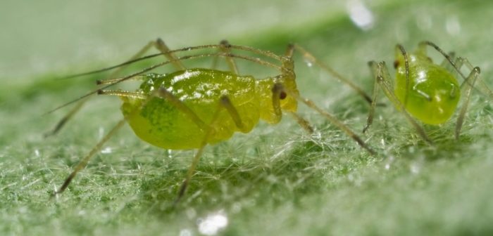 Sugar beet growers advised to check crops for aphids | News from AA Farmer