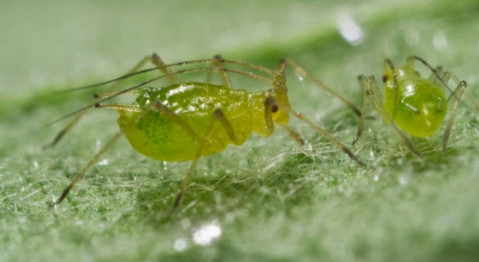 Sugar beet growers advised to check crops for aphids | News from AA Farmer
