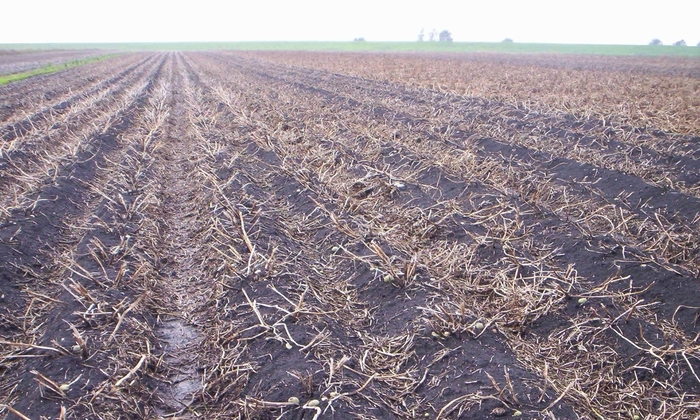 Decide now on crop haulm desiccation plans | News from AA Farmer