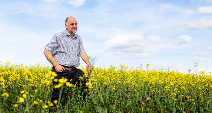 Considering conventional oilseeds | News from AA Farmer