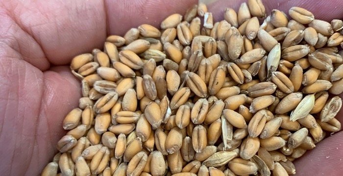 Organic wheat blends save on labour, boost yields and benefit wildlife ...
