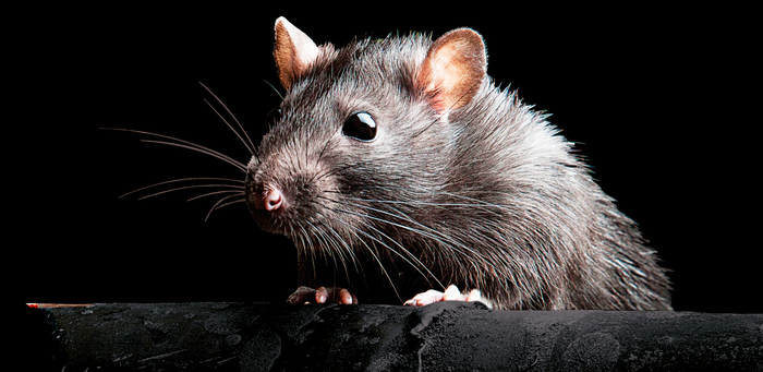New rodenticide for use in open areas | News from AA Farmer