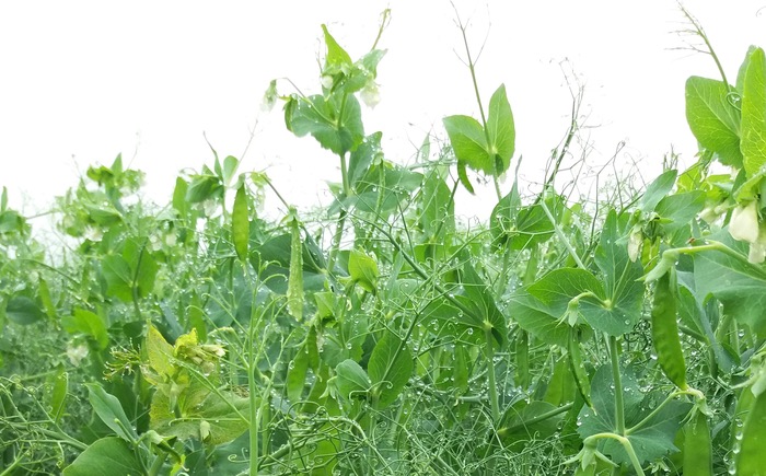 Saskatchewan Pulse Growers and Limagrain Field Seeds forge a new path ...