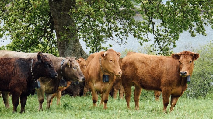 Learn about Nofence virtual fencing technology at AgriScot | News from ...