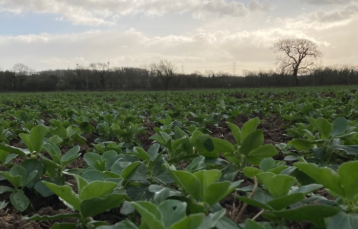 Mole Valley Farmers Pioneers Unique Bean Buyback Scheme | News from AA ...