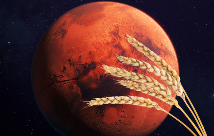 Is there wheat on Mars? | News from AA Farmer