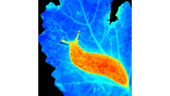 £2.6m slug control project launched | News from AA Farmer