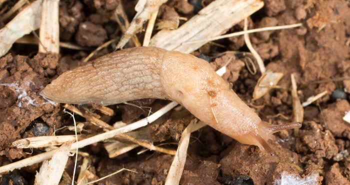 Early OSR drillers should be braced for high slug pressure | News from ...