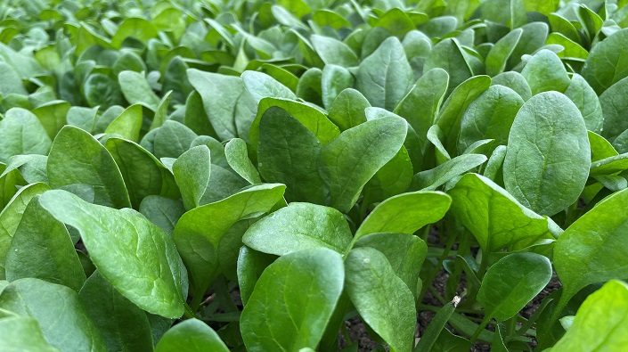 New varieties on display at vegetable open days | News from AA Farmer