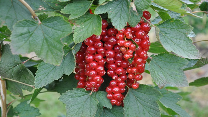 New sap tool for horticulture and fruit | News from AA Farmer